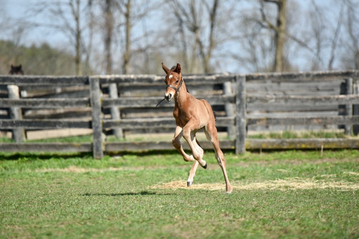 Horses | White House Stables