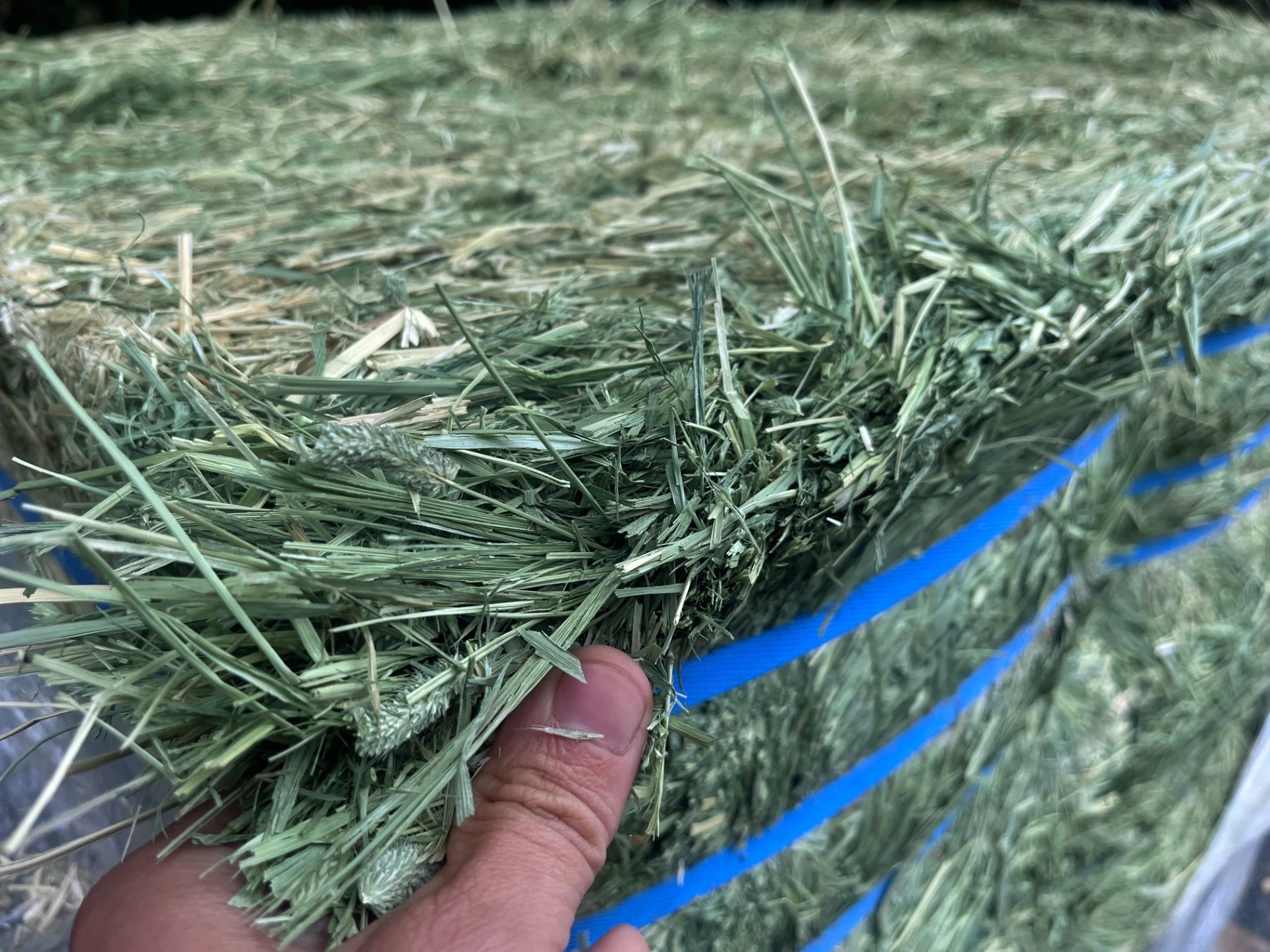 HAY INVENTORY | White House Stables